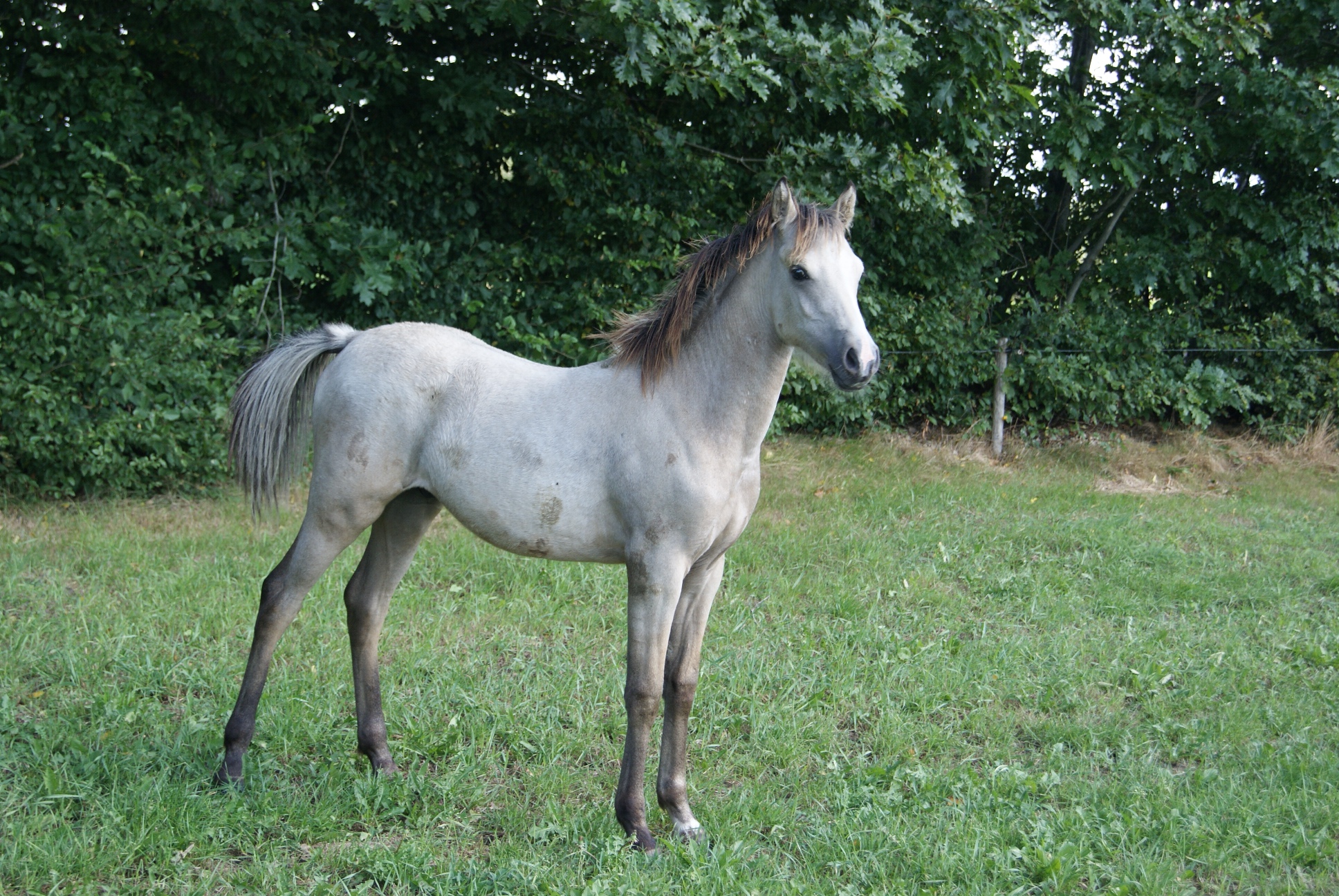D pony hengstveulen | Bokt.nl
