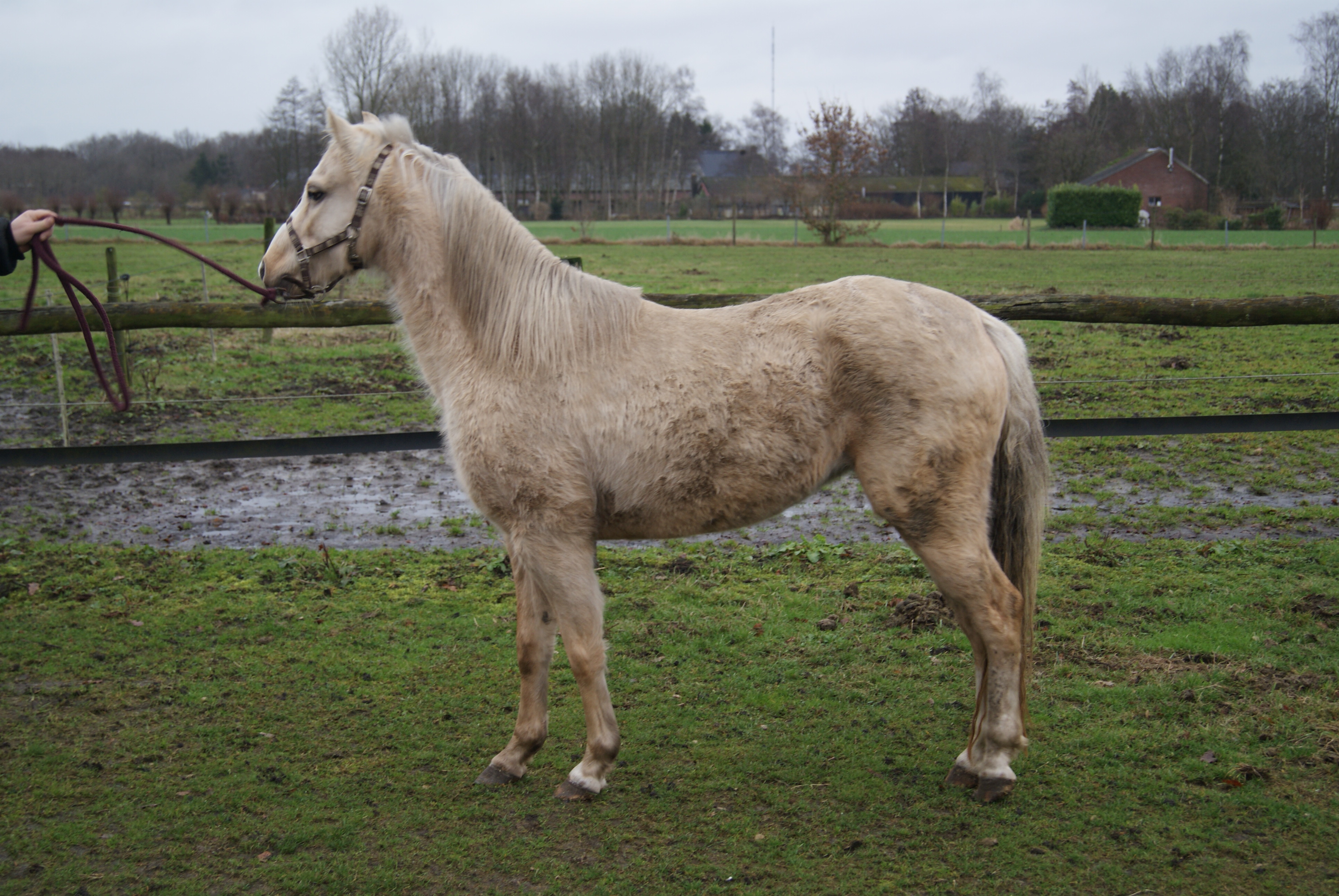 mooie welsh b pony | Bokt.nl