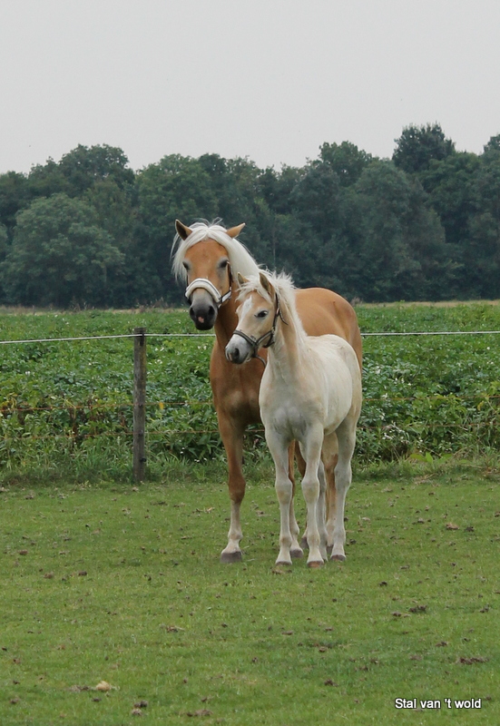 goed haflinger merrie veulen en 4 jarige merrie | Bokt.nl