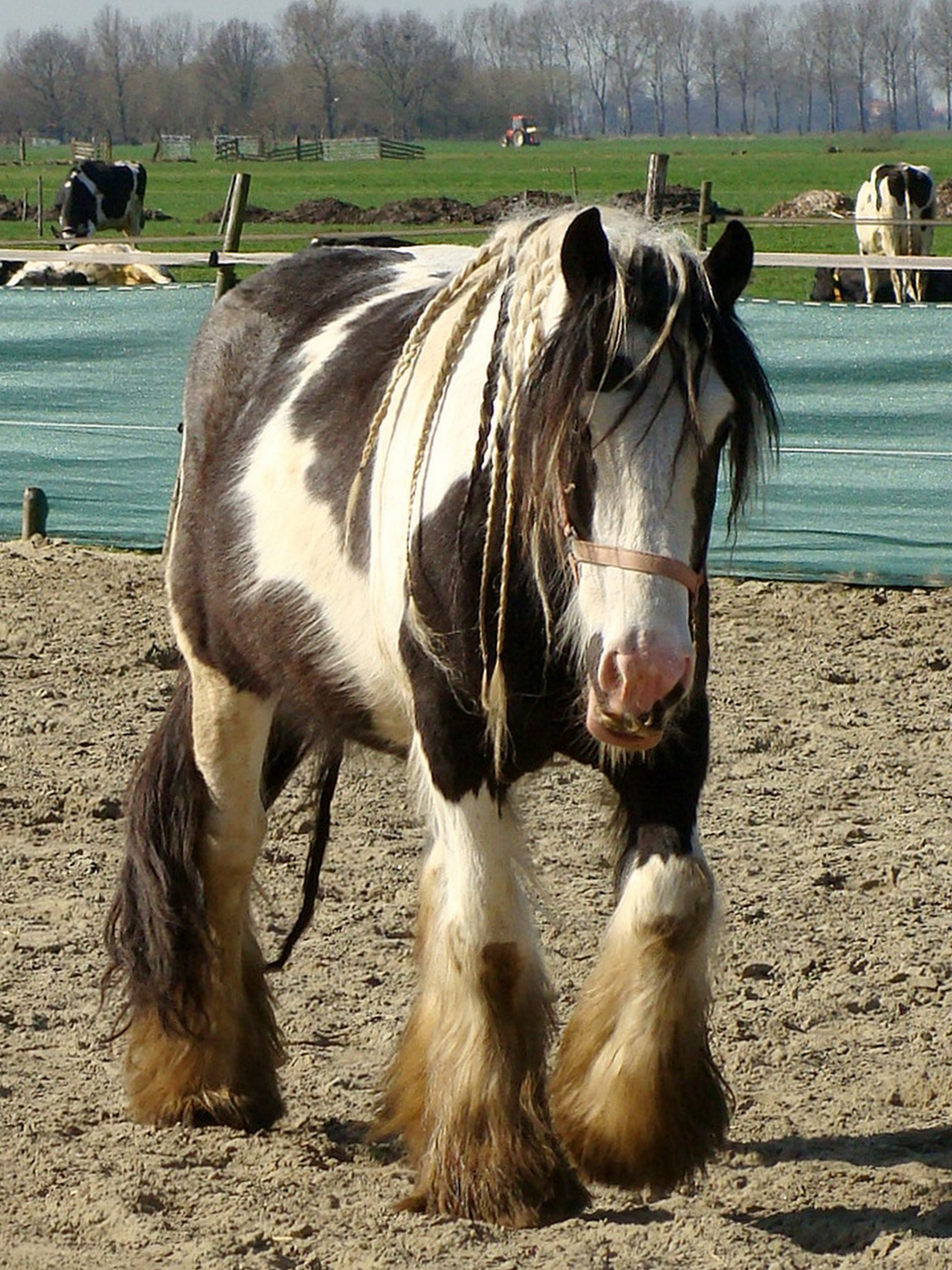 Prachtige tinker merrie | Bokt.nl