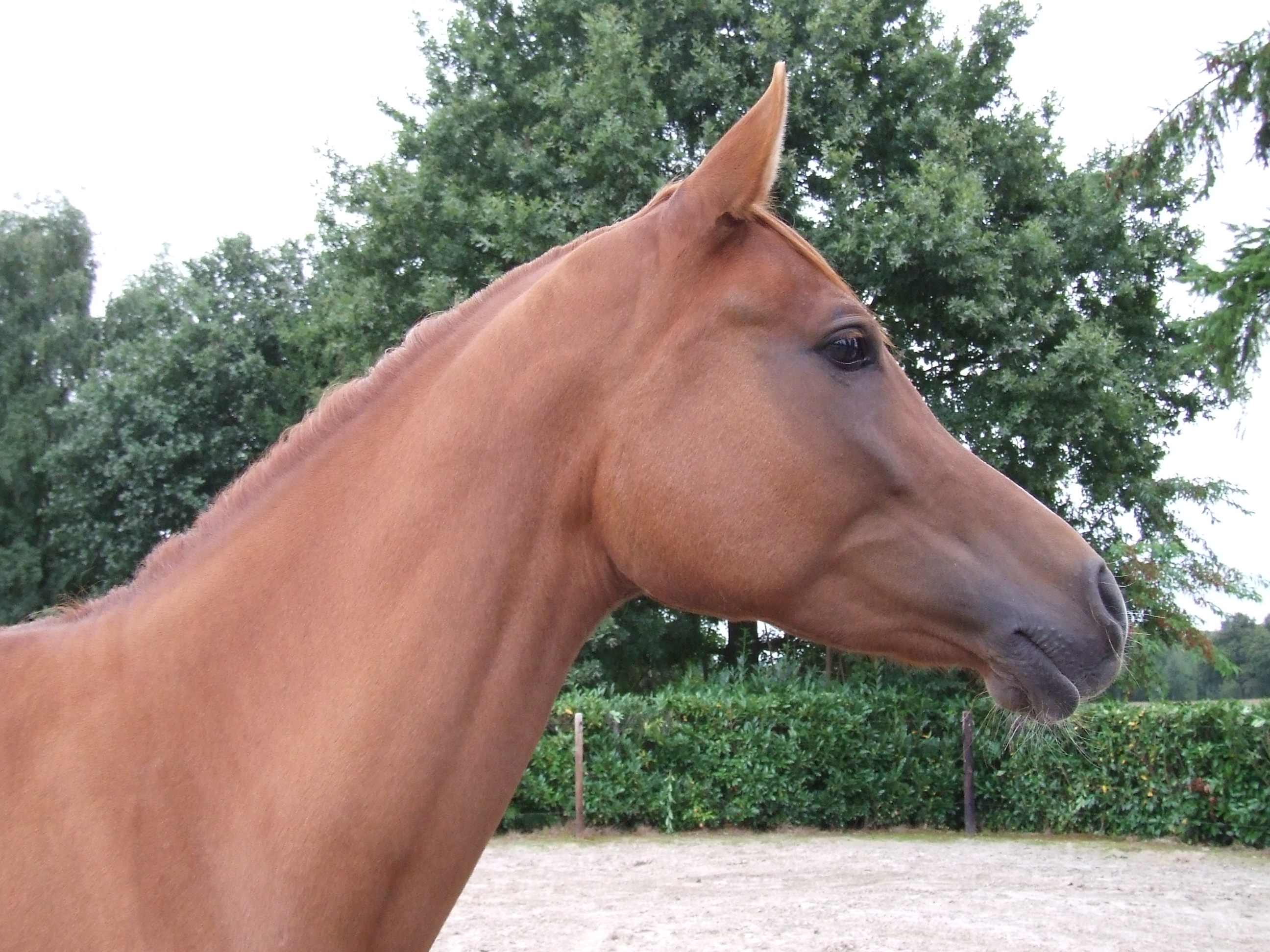 arabier / E-pony | Bokt.nl