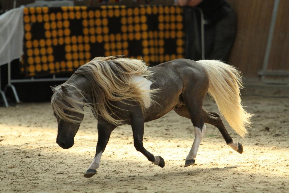Prachtig silver dapple AMHA show/driving paardje | Bokt.nl