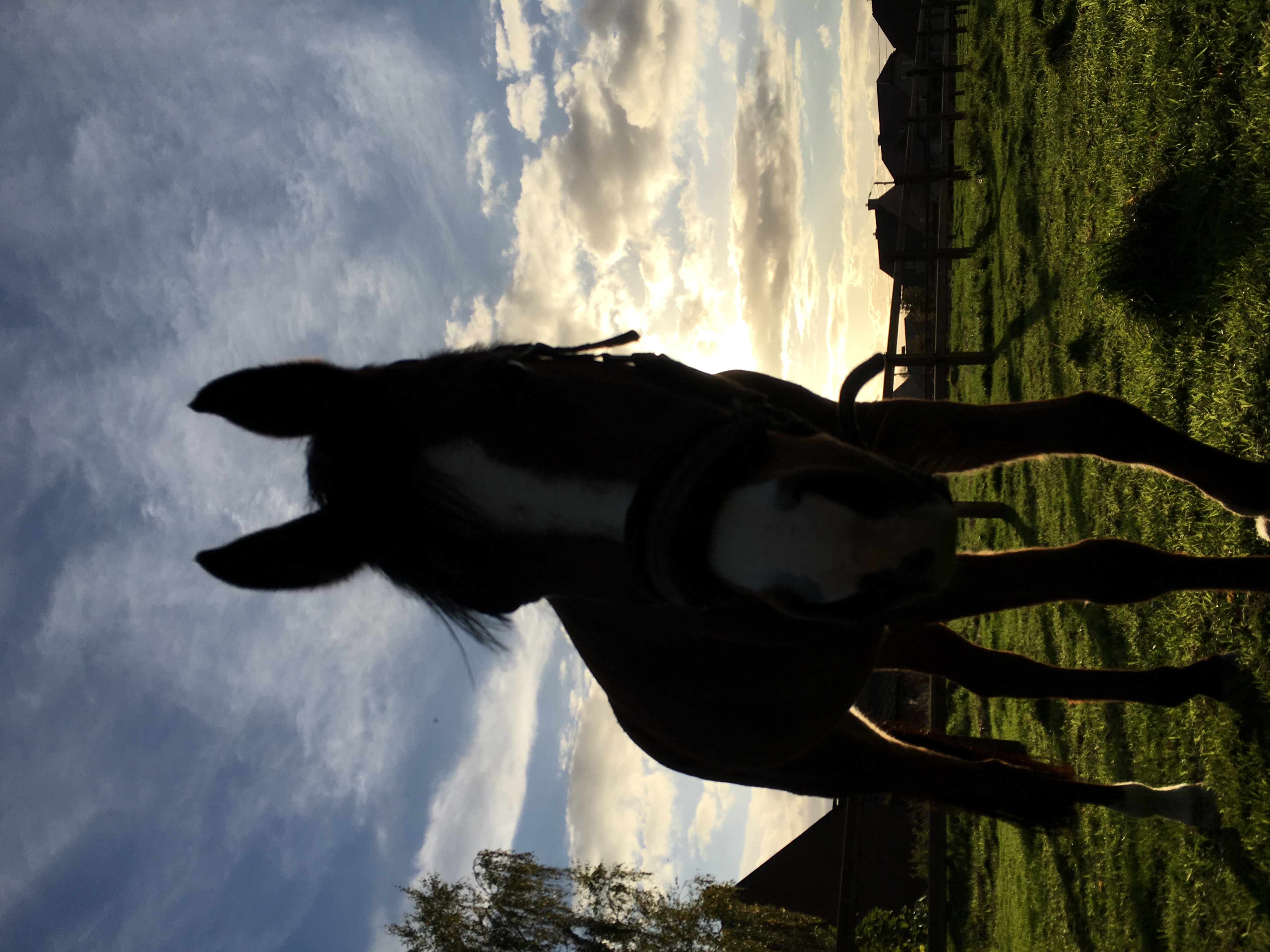 D-PONY TE KOOP | Bokt.nl