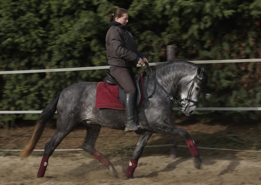 Andalusier Hengst VERKOCHT! | Bokt.nl