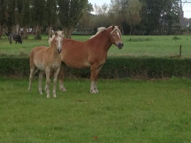 haflinger veulen voor de sport! | Bokt.nl