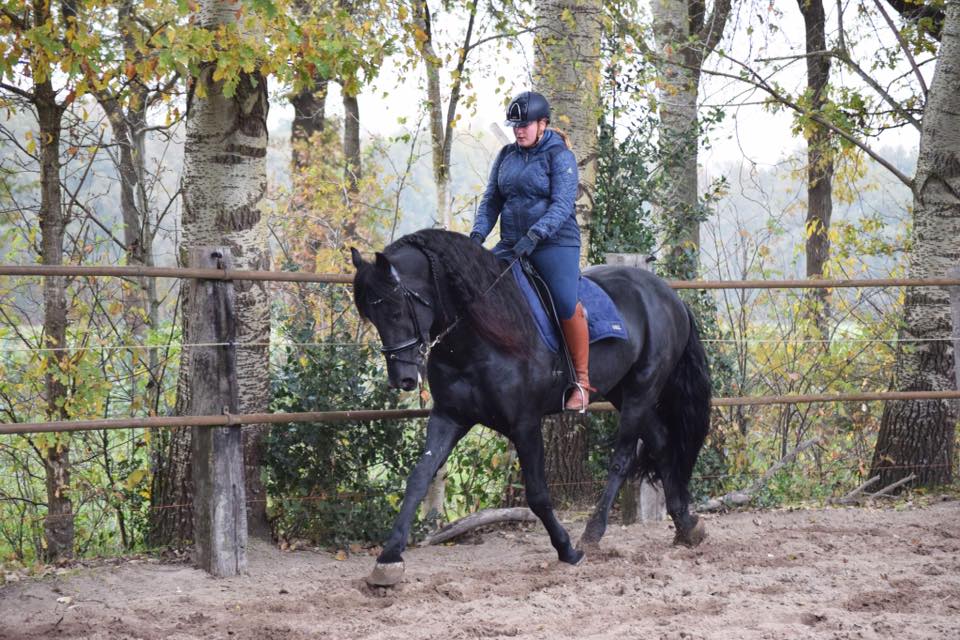 fijn te rijden arabo fries te koop | Bokt.nl