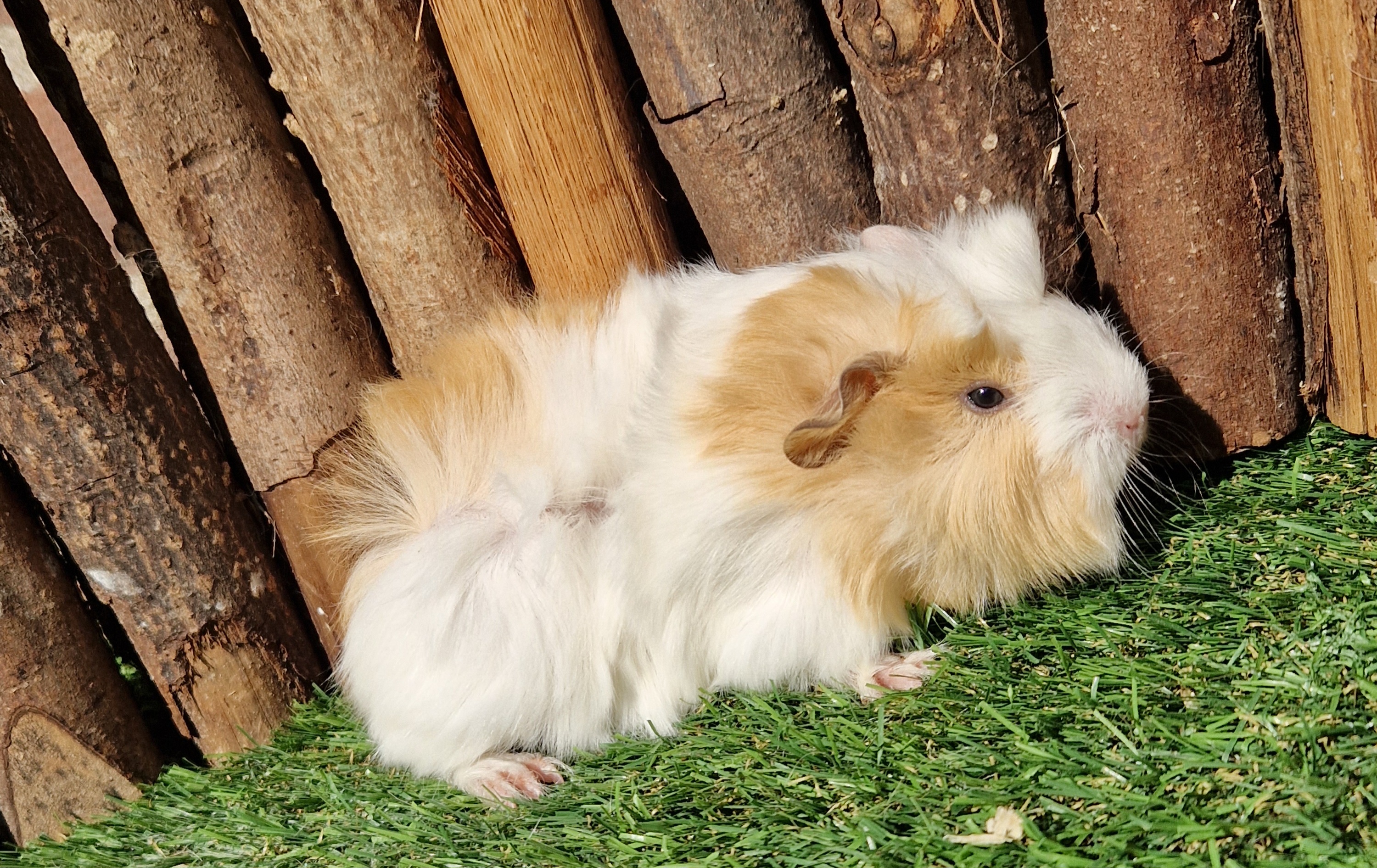 Leuke cavia,s | Bokt.nl