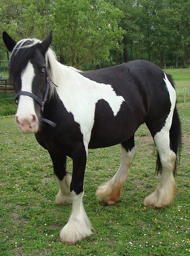 Paard gratis beschikbaar ( Tinker) | Bokt.nl