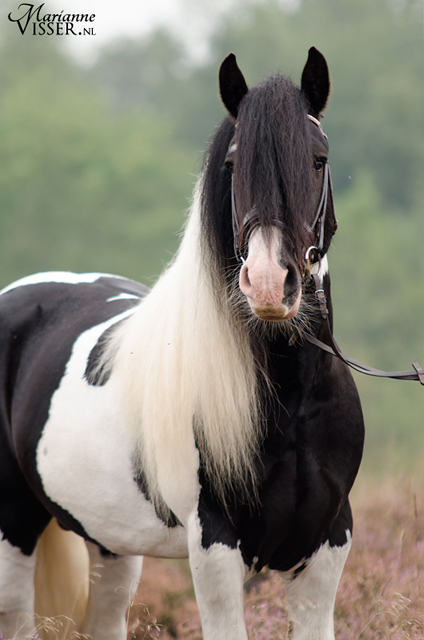 1e premie tinker merrie | Bokt.nl