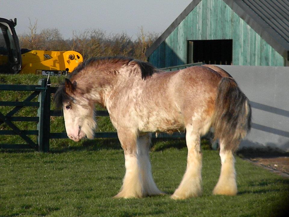 Irish Cob jaarling hengst Blue Blagdon (engelse bloedlijnen) | Bokt.nl