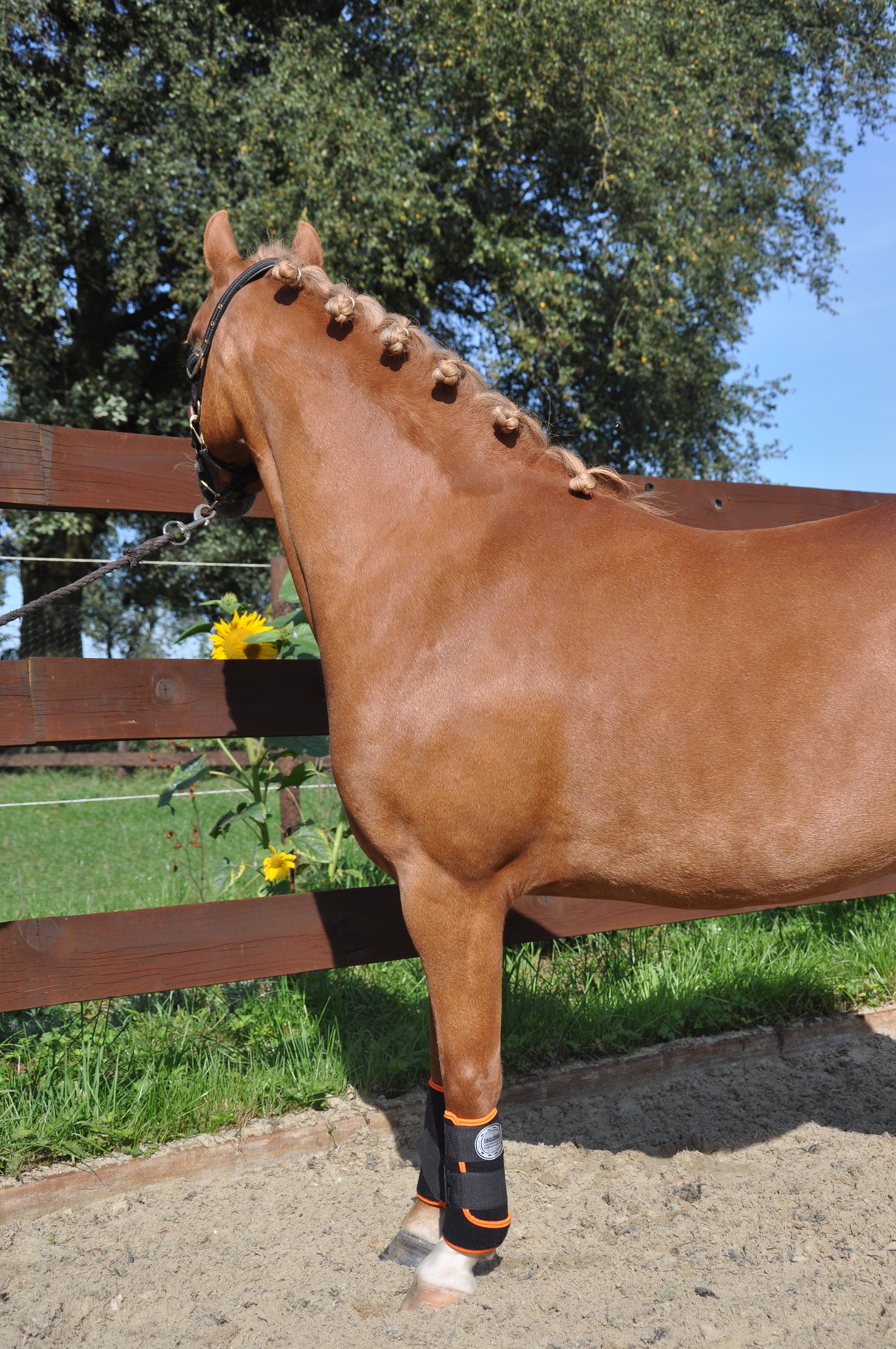 Lieve 4jarige welsh-A merrie te koop | Bokt.nl