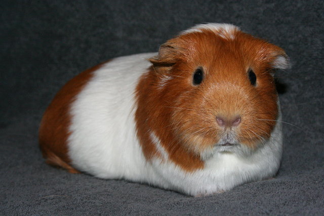 3 cavia's uit de opvang (zeugje) | Bokt.nl