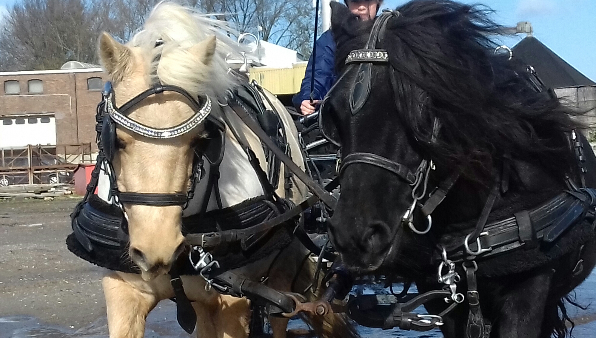 Ervaren menpony | Bokt.nl