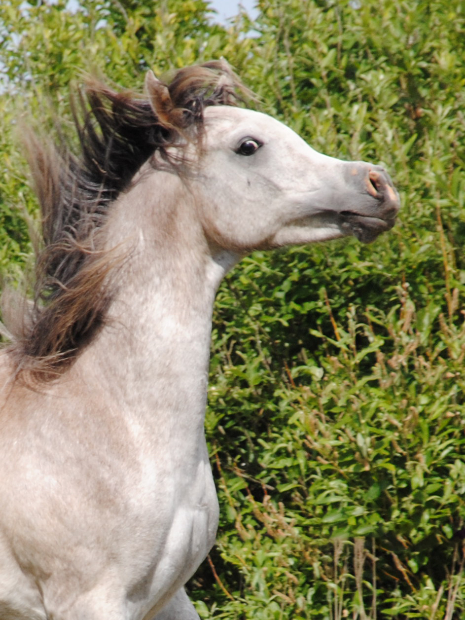 Leuke jonge Arabier | Bokt.nl