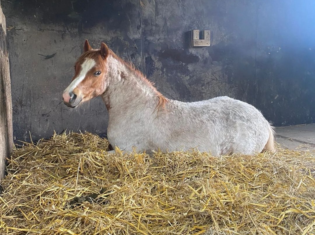3 jarige welsh a VERKOCHT | Bokt.nl