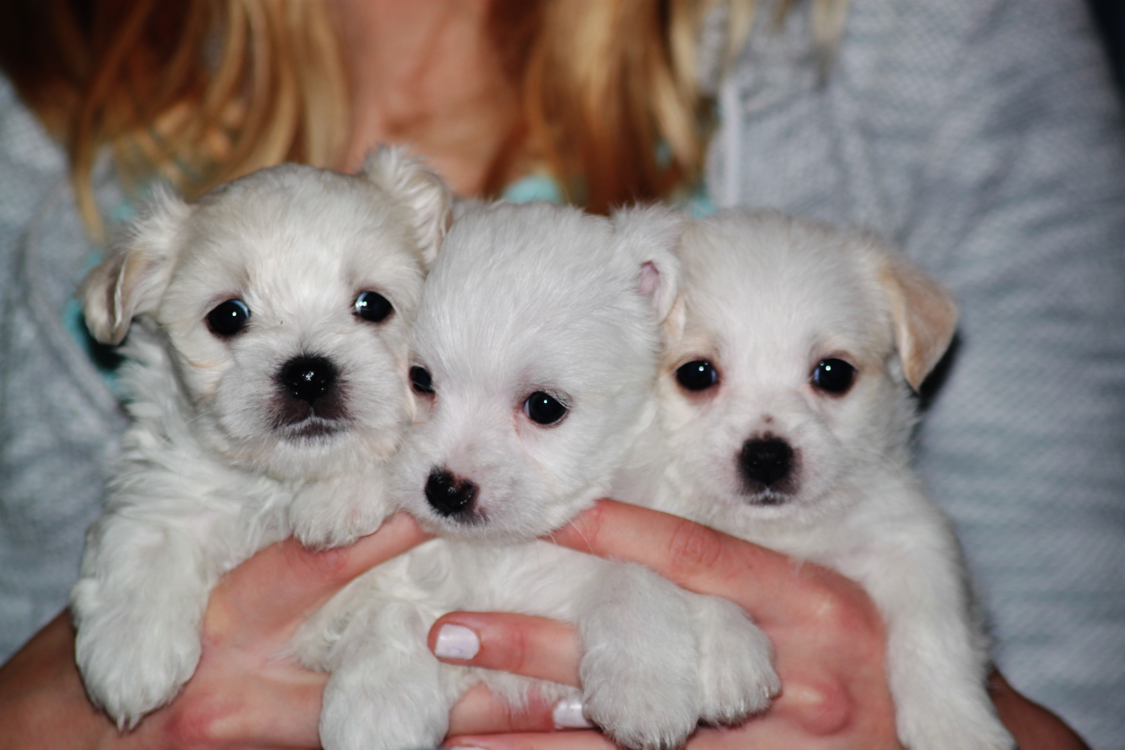 Superlieve maltezer puppy's | Bokt.nl