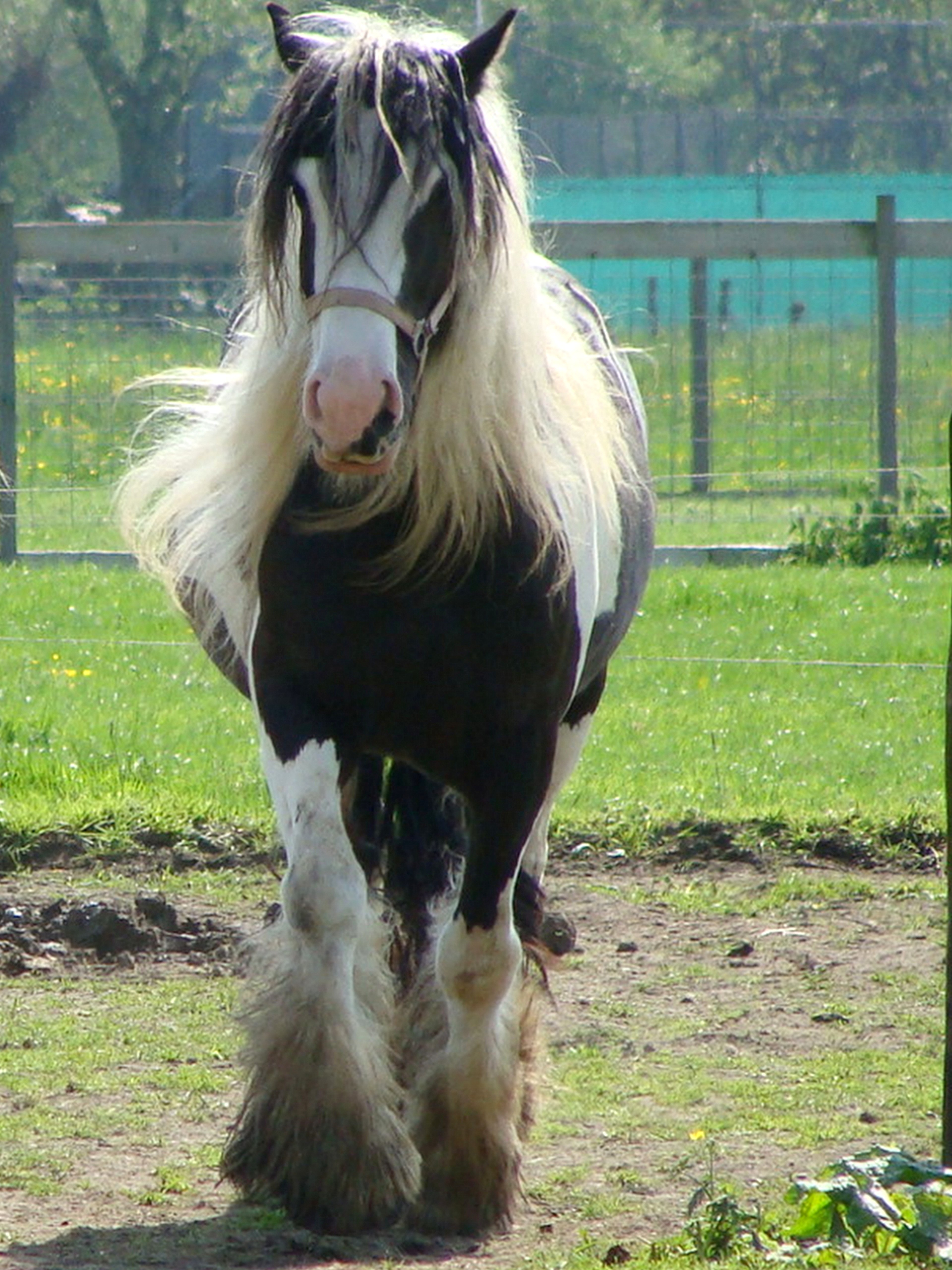 Prachtige tinker merrie | Bokt.nl