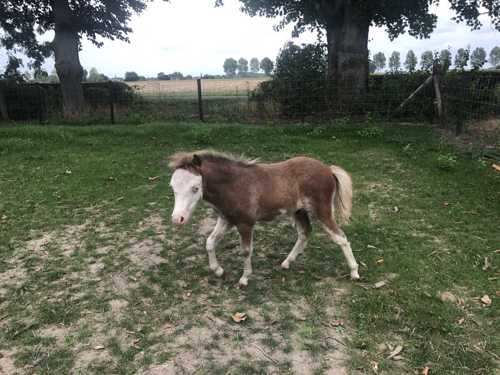 Prachtig miniatuur paardje te koop | Bokt.nl