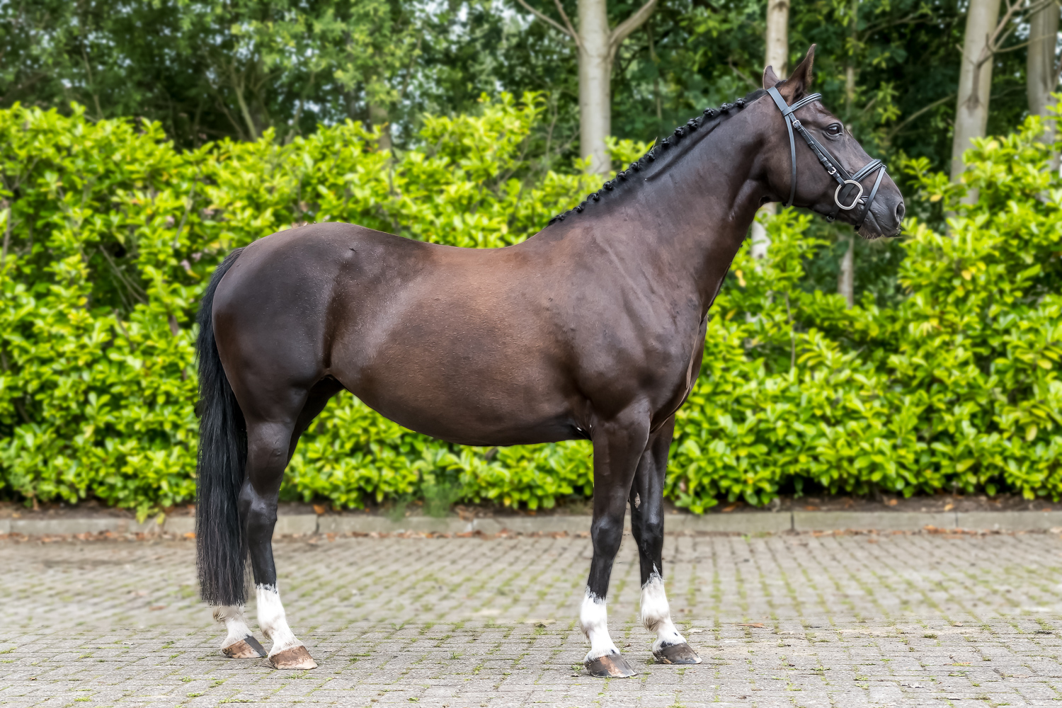 7 jarige knappe D-pony (merrie) | Bokt.nl