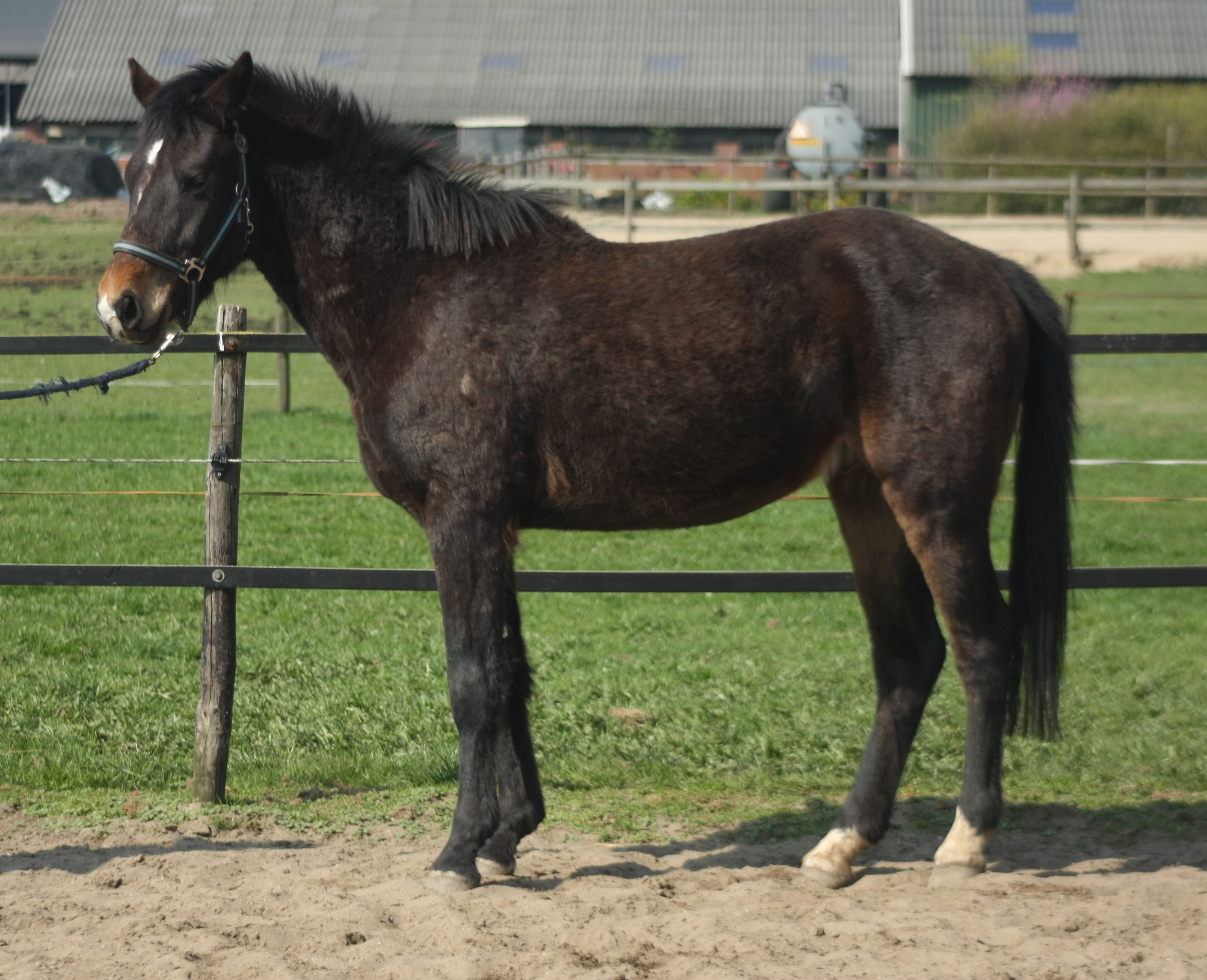 Leuke 3-jarige New Forest D-pony ruin v. Kantje's Appart! | Bokt.nl