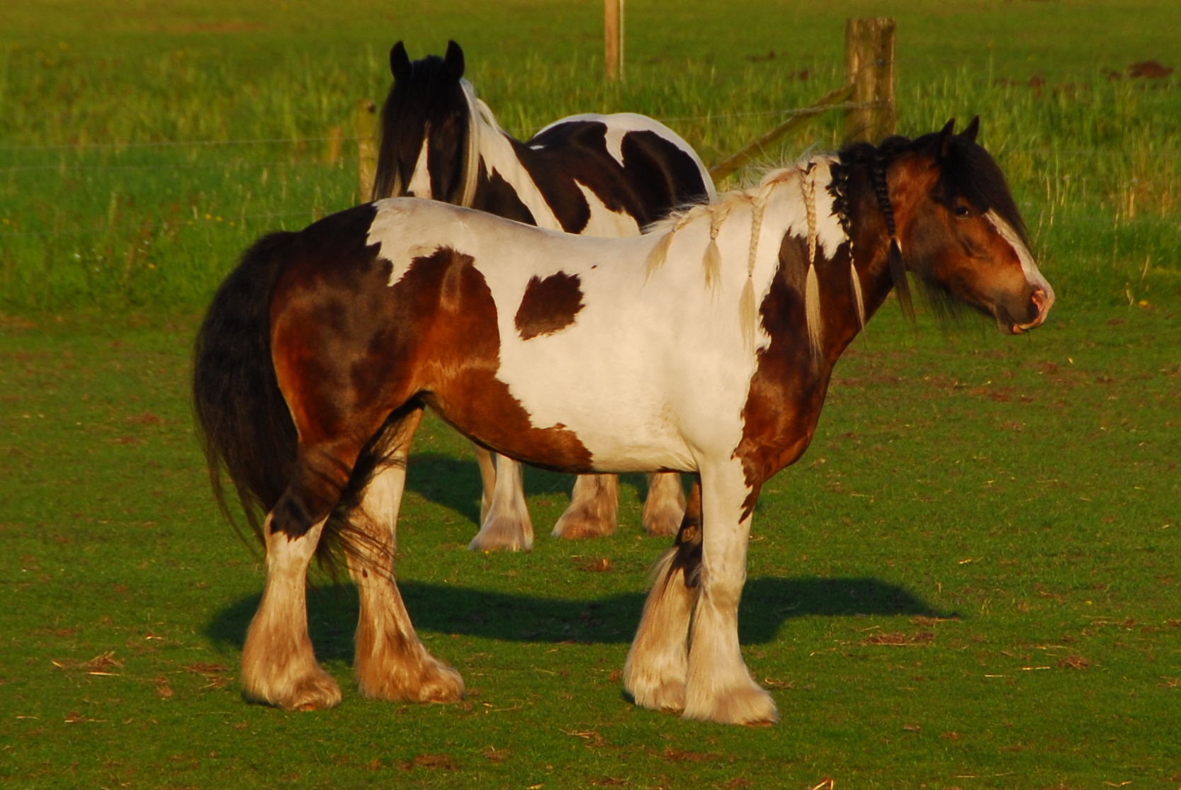 Prachtige 8-jarige bruinbonte Tinker/Irish Cob stermerrie | Bokt.nl