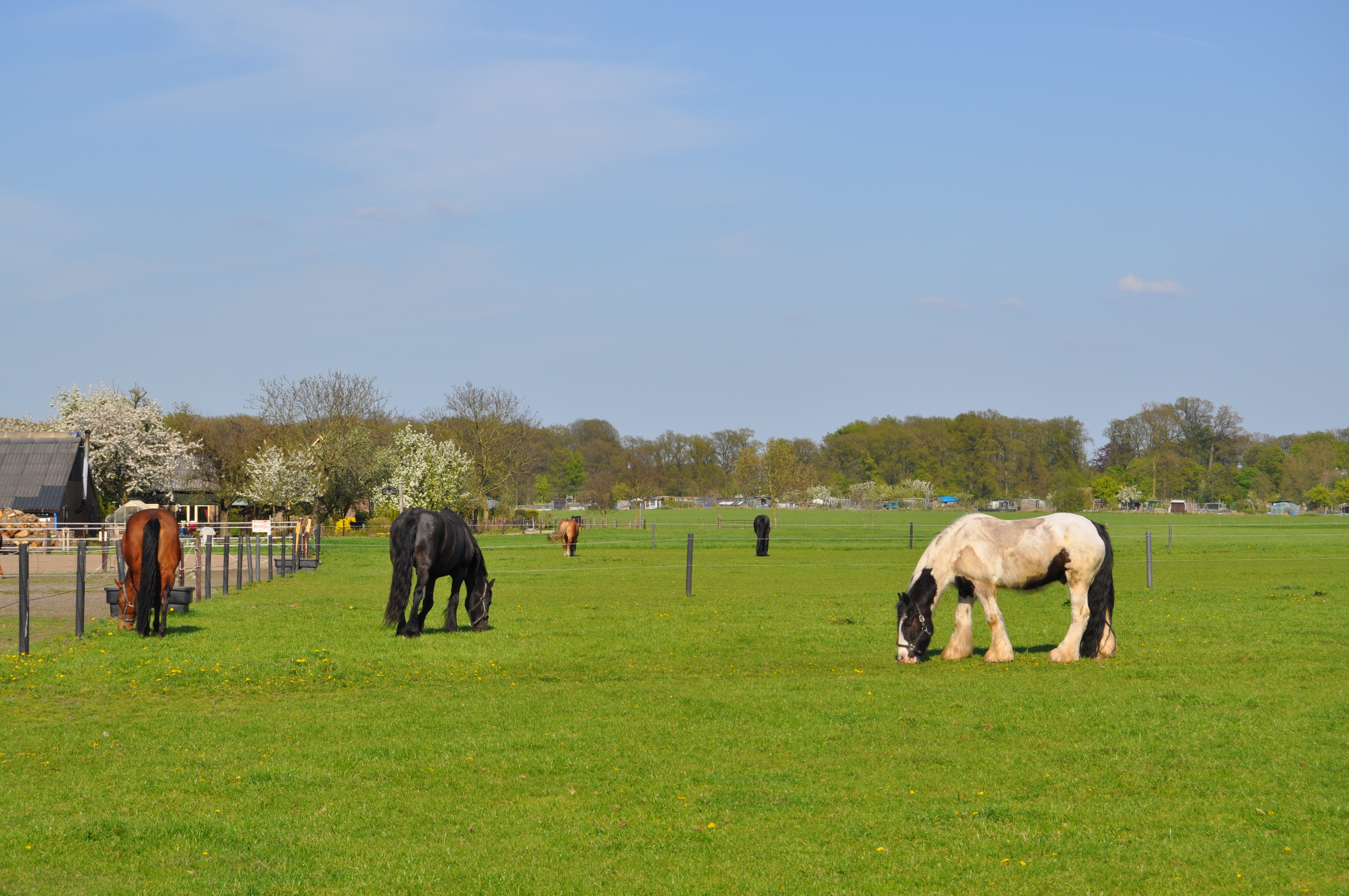 Stalling met weidegang | Bokt.nl