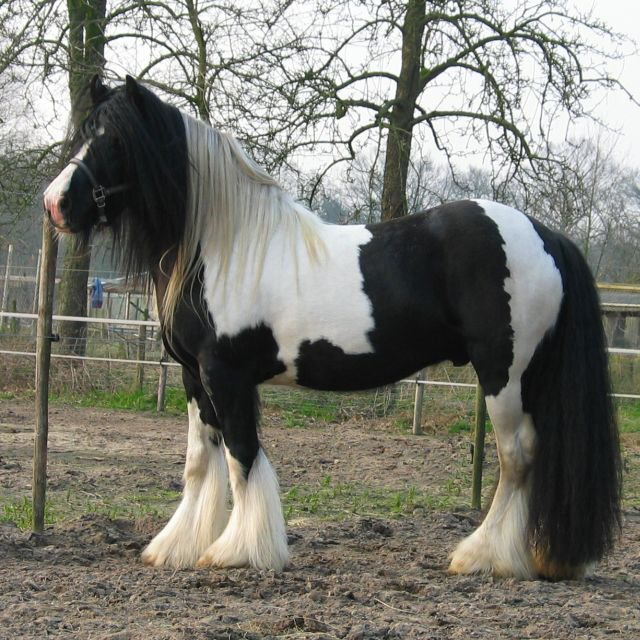 Waanzinnige Tinker merrie | Bokt.nl