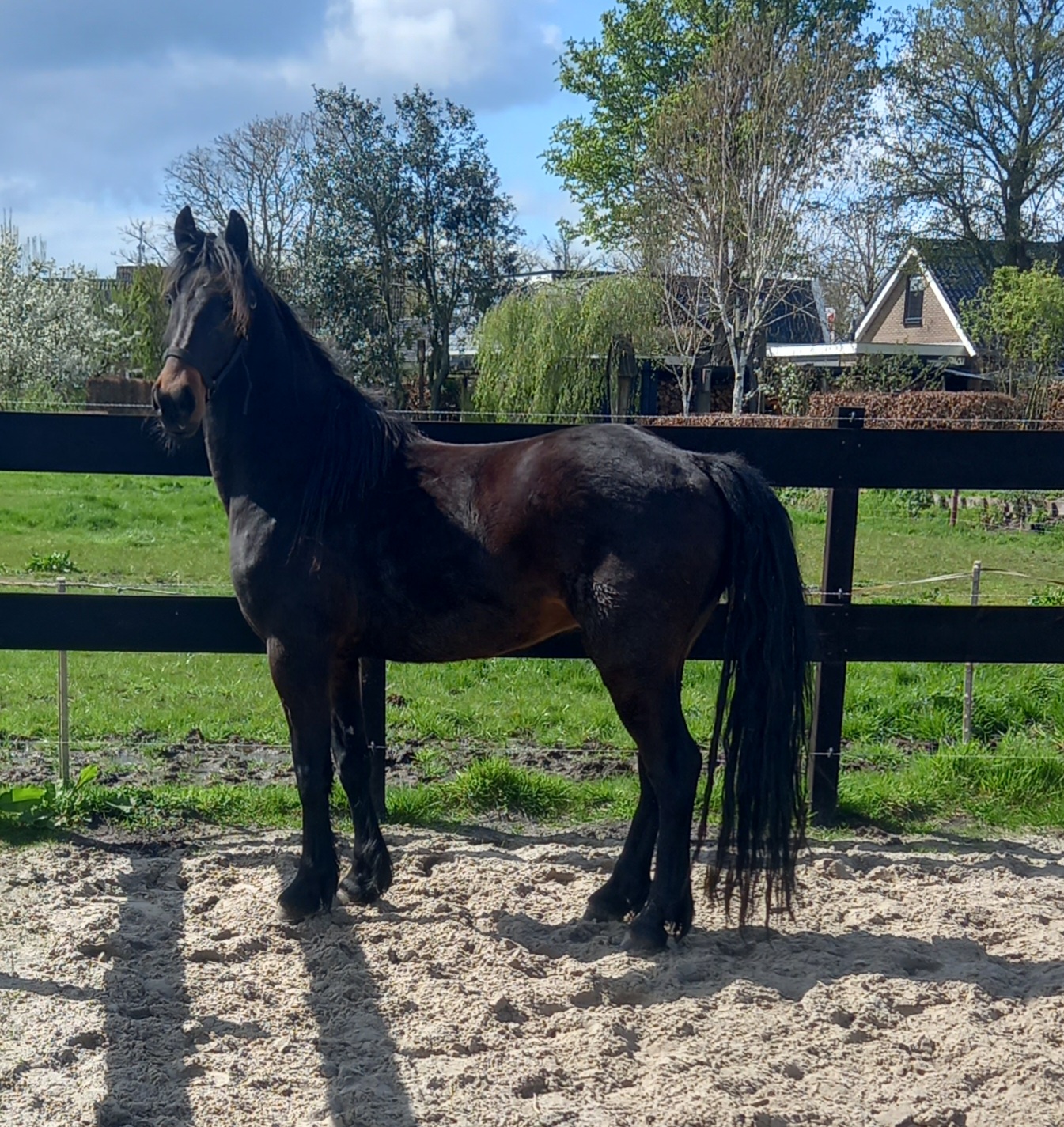 Kruising Friese ruin | Bokt.nl