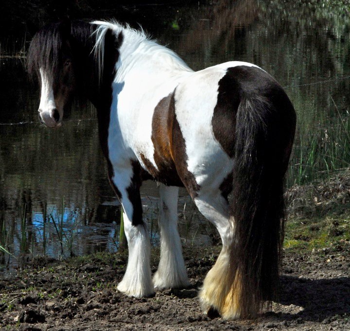 Prachtige 8-jarige bruinbonte Tinker/Irish Cob stermerrie | Bokt.nl