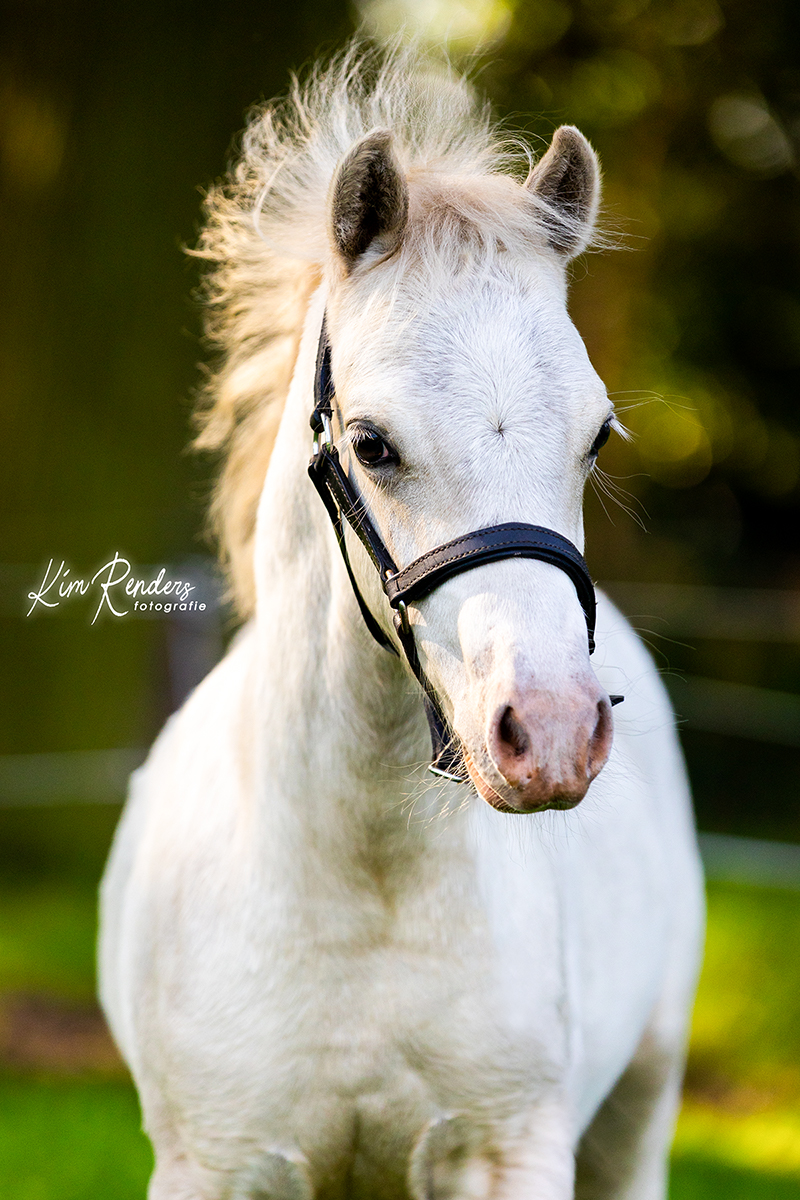 Palomino appaloosa hengst veulen (Welsh) | Bokt.nl