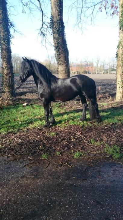 Mooie stoere Arabo Fries te koop | Bokt.nl