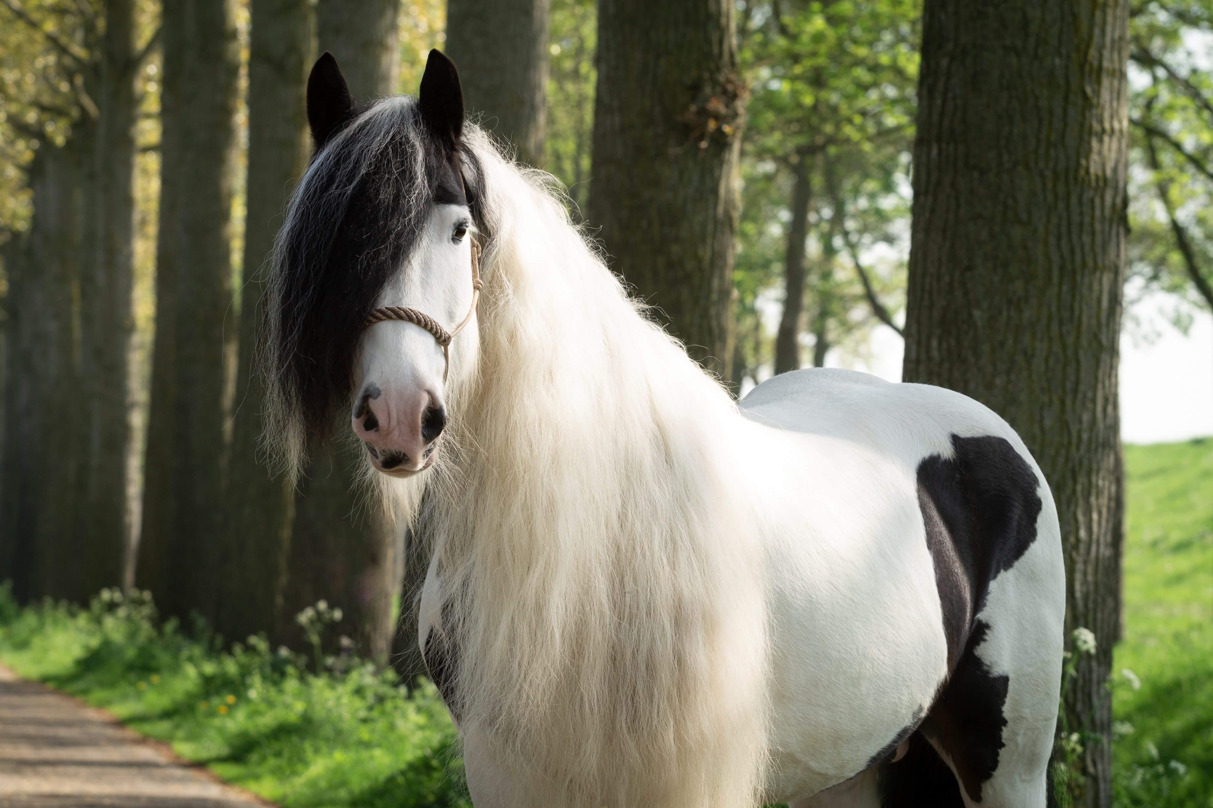Mooi tinker hengst | Bokt.nl