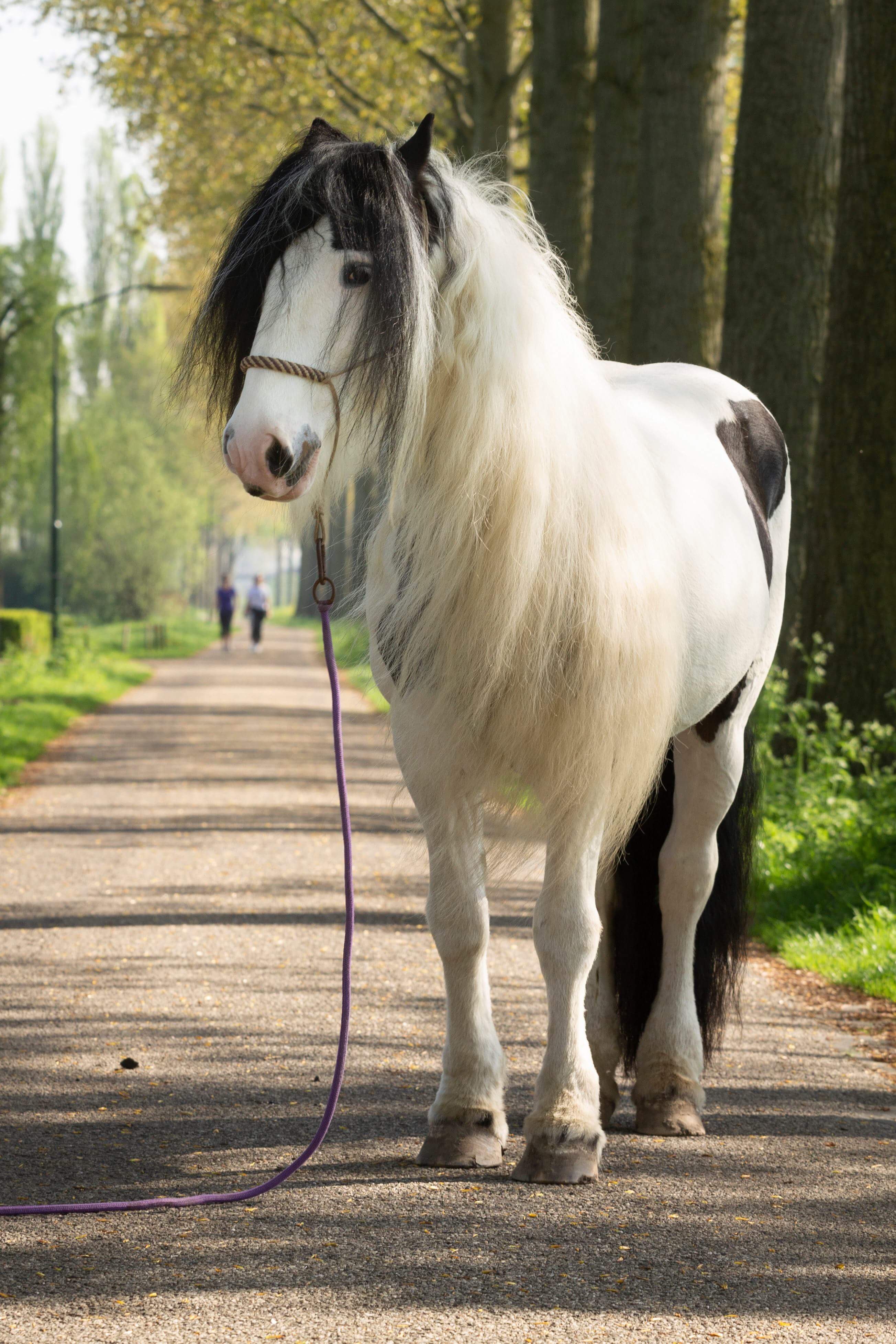Mooi tinker hengst | Bokt.nl
