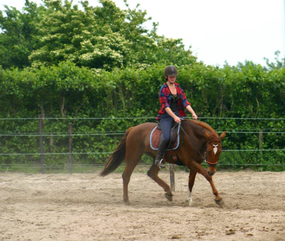 Paard voor bruikleen aangeboden! | Bokt.nl Paard voor bruikleen aangeboden! | Bokt.nl
