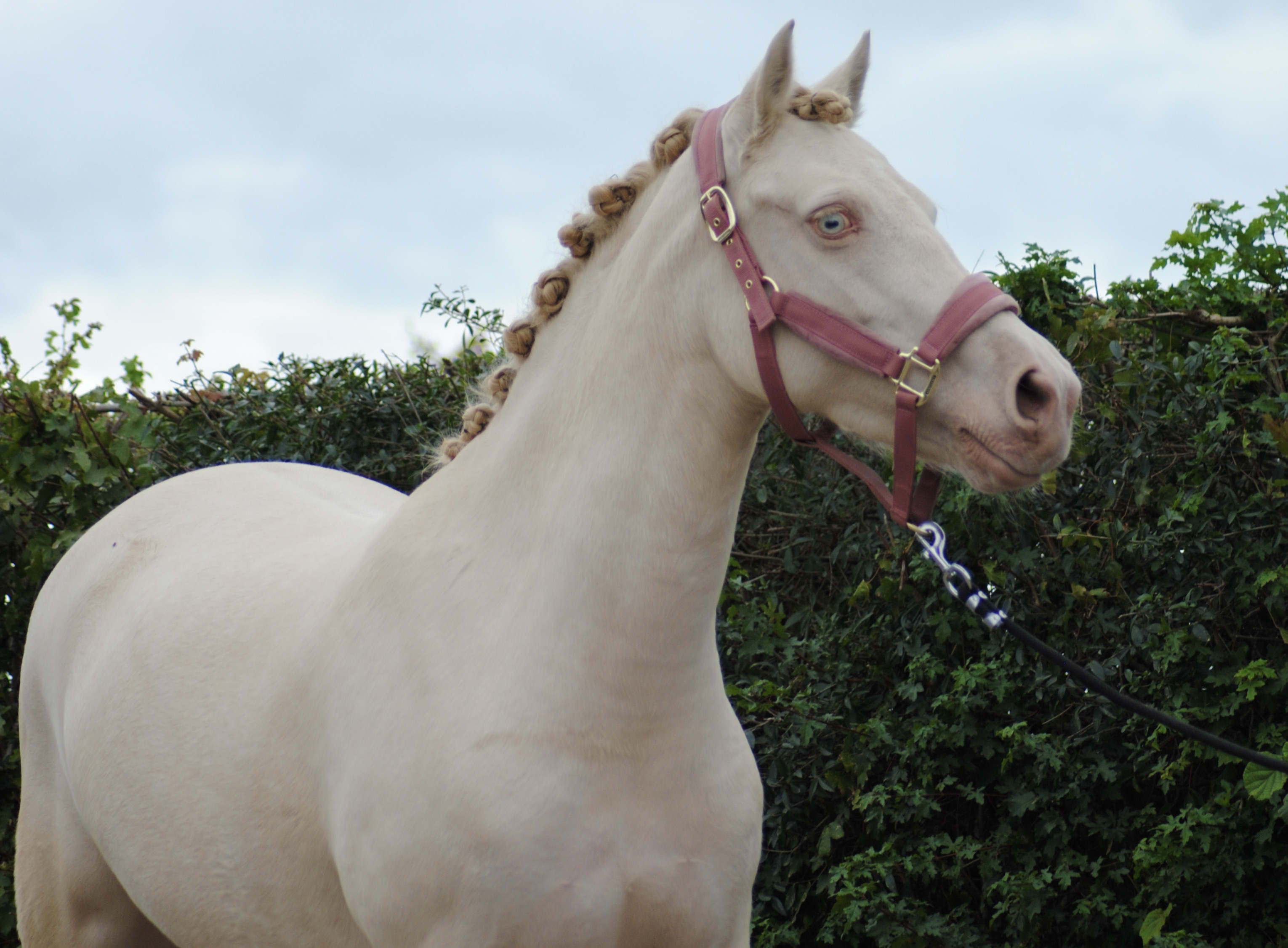 Uitzonderlijke 6 jarige perlino D pony nrps ster merrie | Bokt.nl