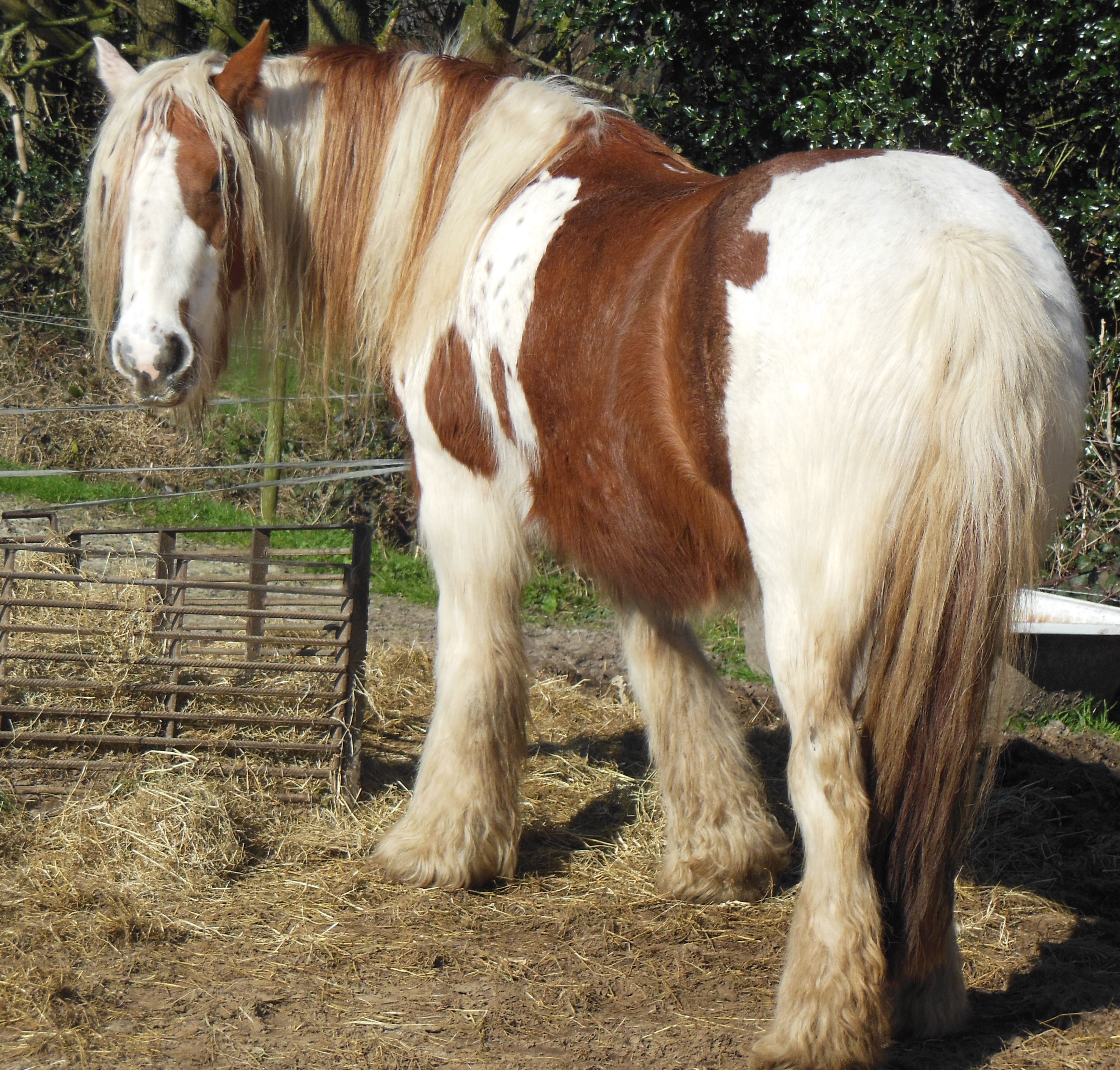 Aanhankelijke vosbonte Tinker Merrie | Bokt.nl