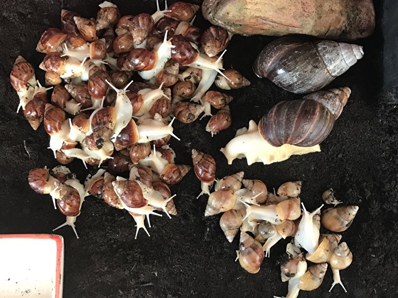Afrikaanse Reuzenslak (achatina fulica white jade) | Bokt.nl