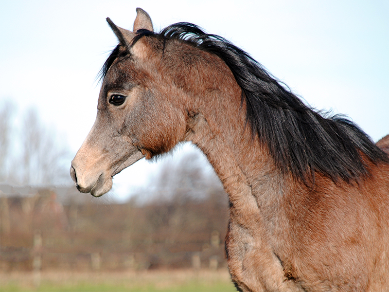 Jonge Arabier met zeer veel uitstraling! | Bokt.nl