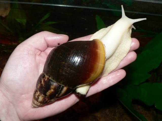 Afrikaanse Reuzenslak (achatina fulica white jade) | Bokt.nl