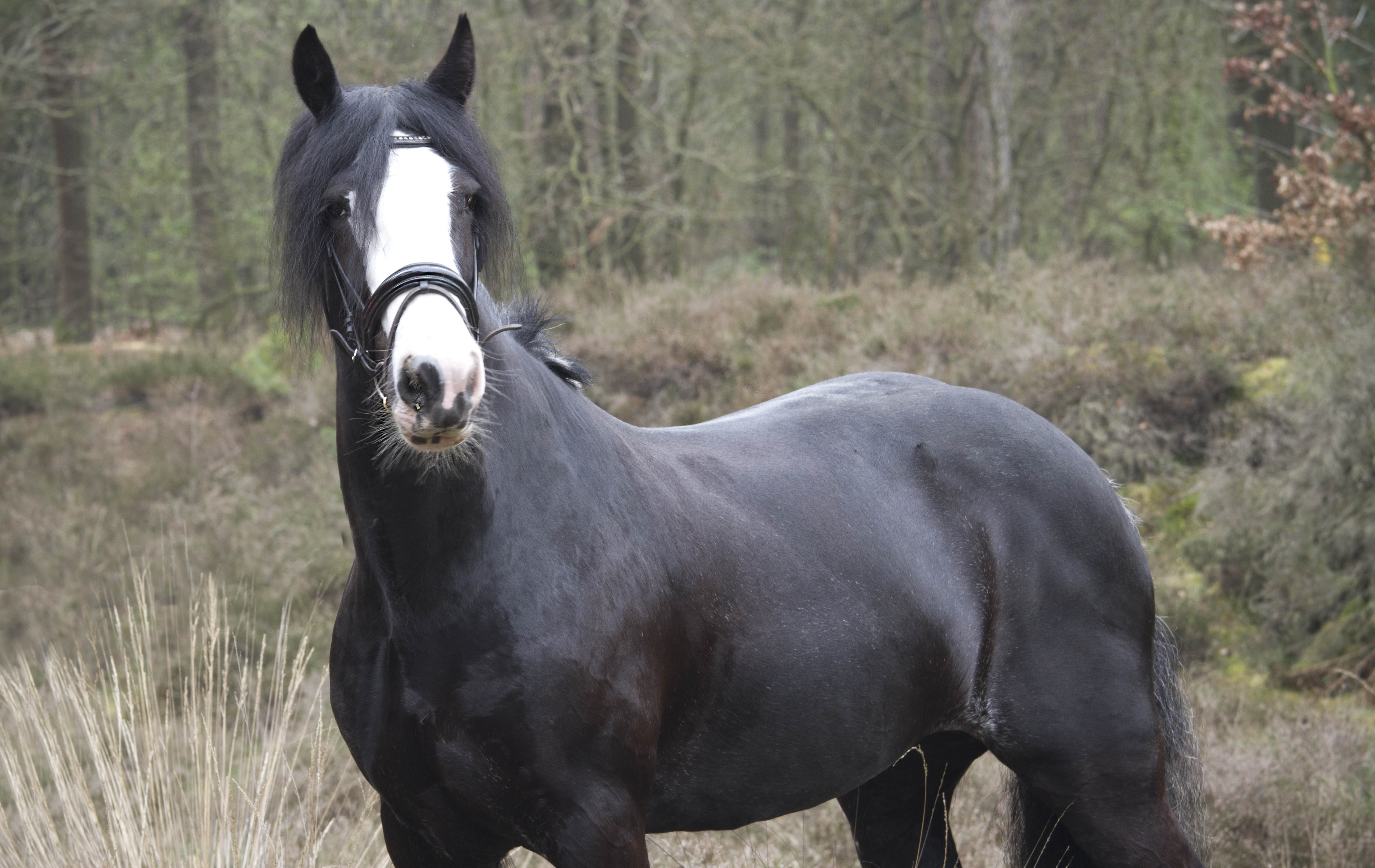 ~~~Hele mooie tinker te koop~~~ | Bokt.nl