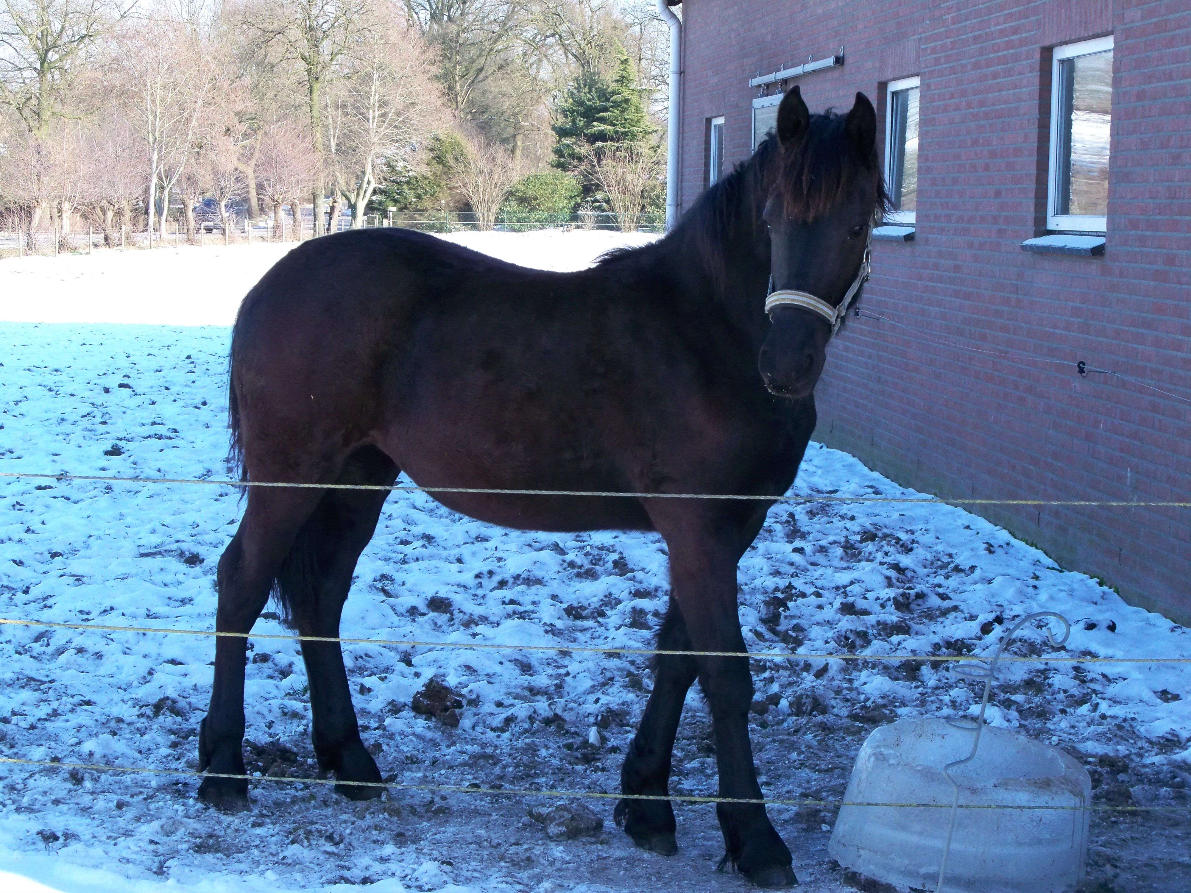 Lief fries merrie veulen. (Feitse 293 X Maurus 441) | Bokt.nl