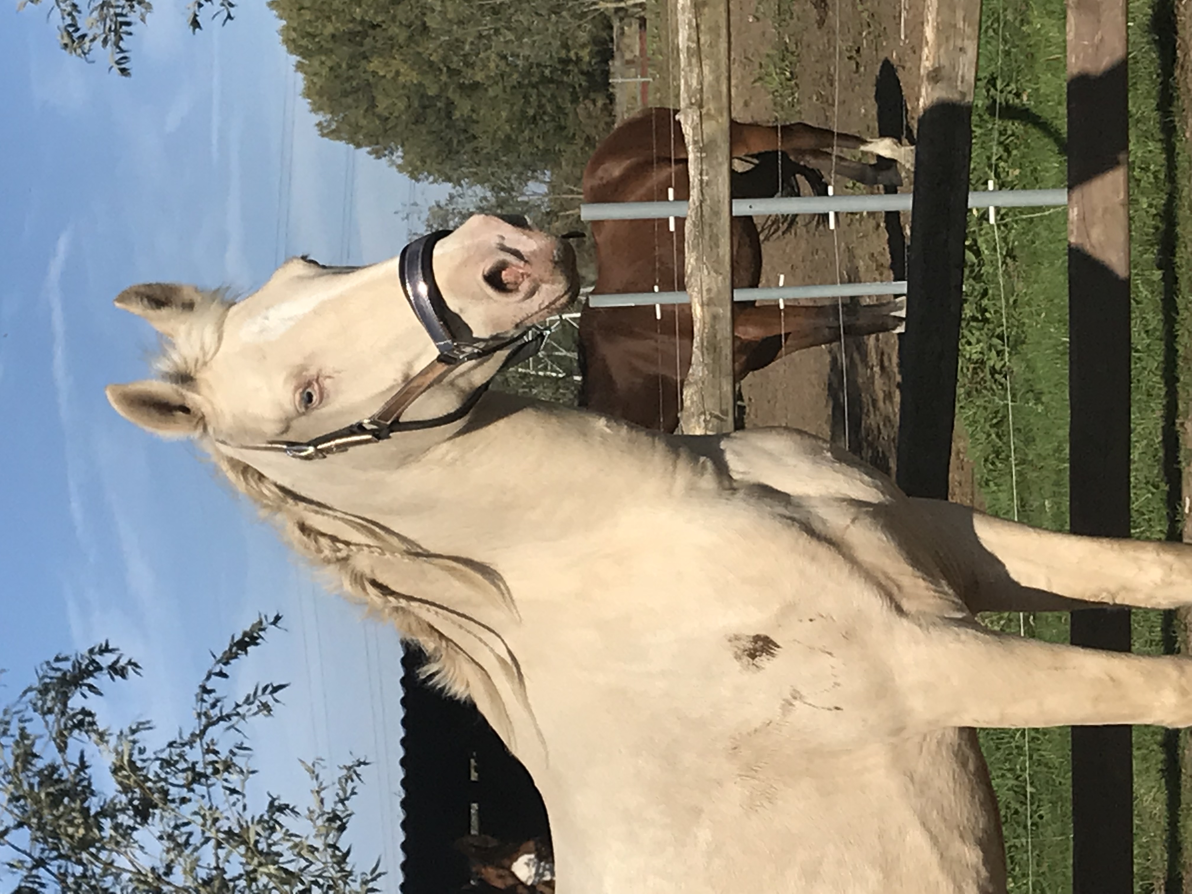 Cremello merrie met palomino veulen. | Bokt.nl