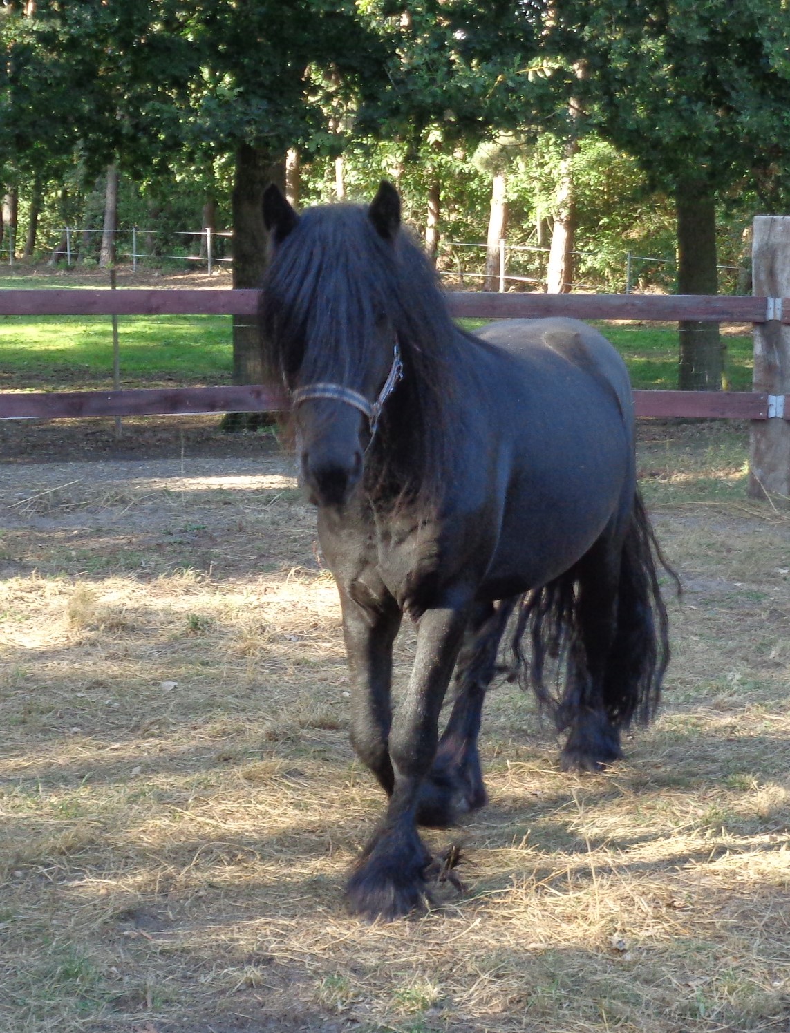 Fell pony, echte black beauty | Bokt.nl
