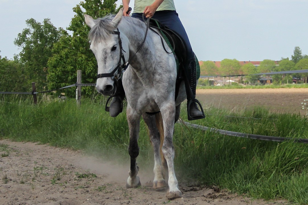 Klassieke Dressuur & Houding en Zit lessen | Bokt.nl