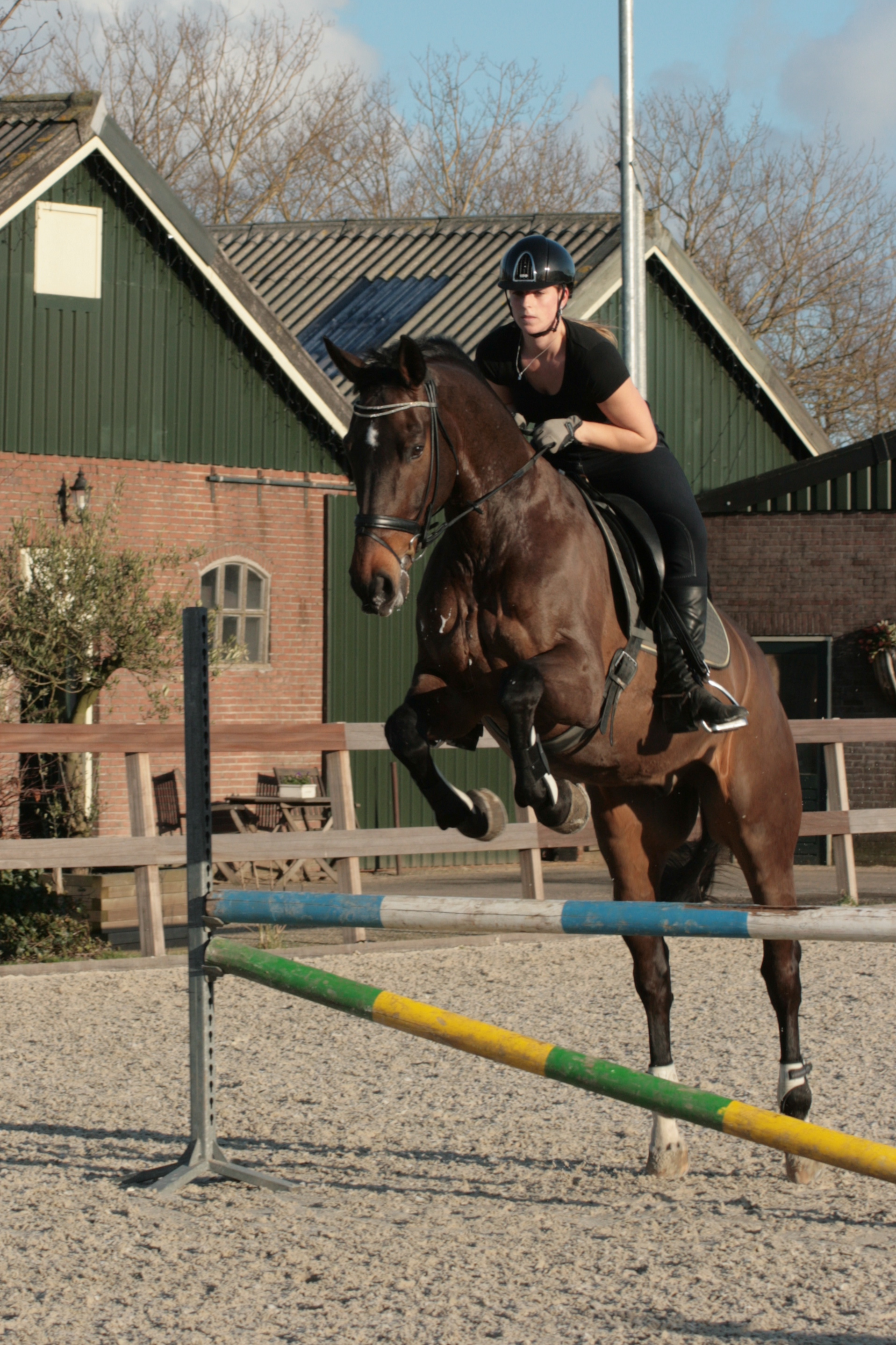 Groot Allround Paard te koop! | Bokt.nl