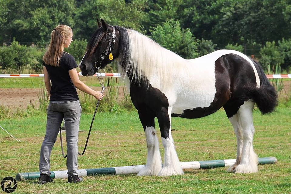 Waanzinnige Tinker merrie | Bokt.nl
