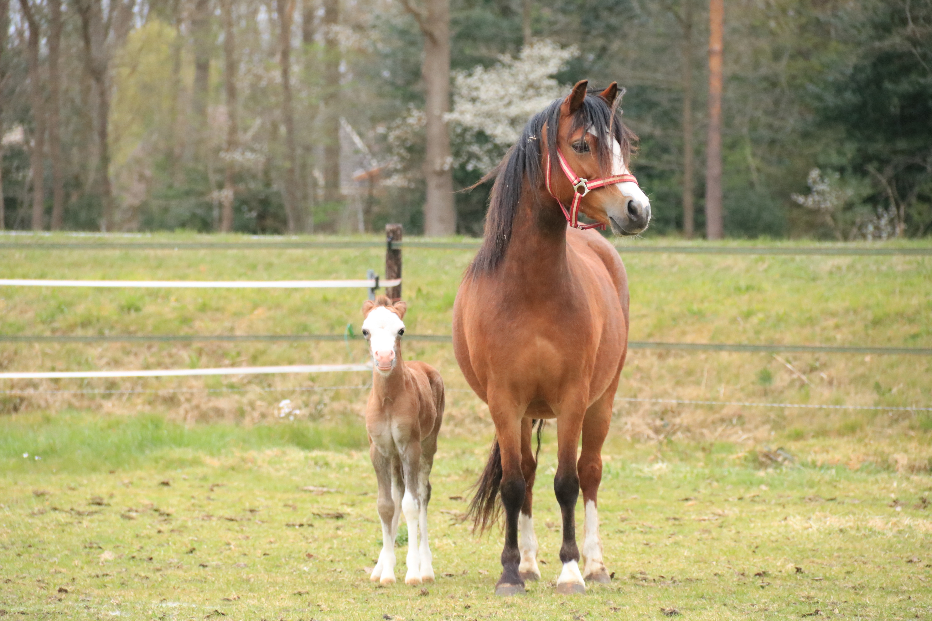 Welsh A merrie veulen | Bokt.nl