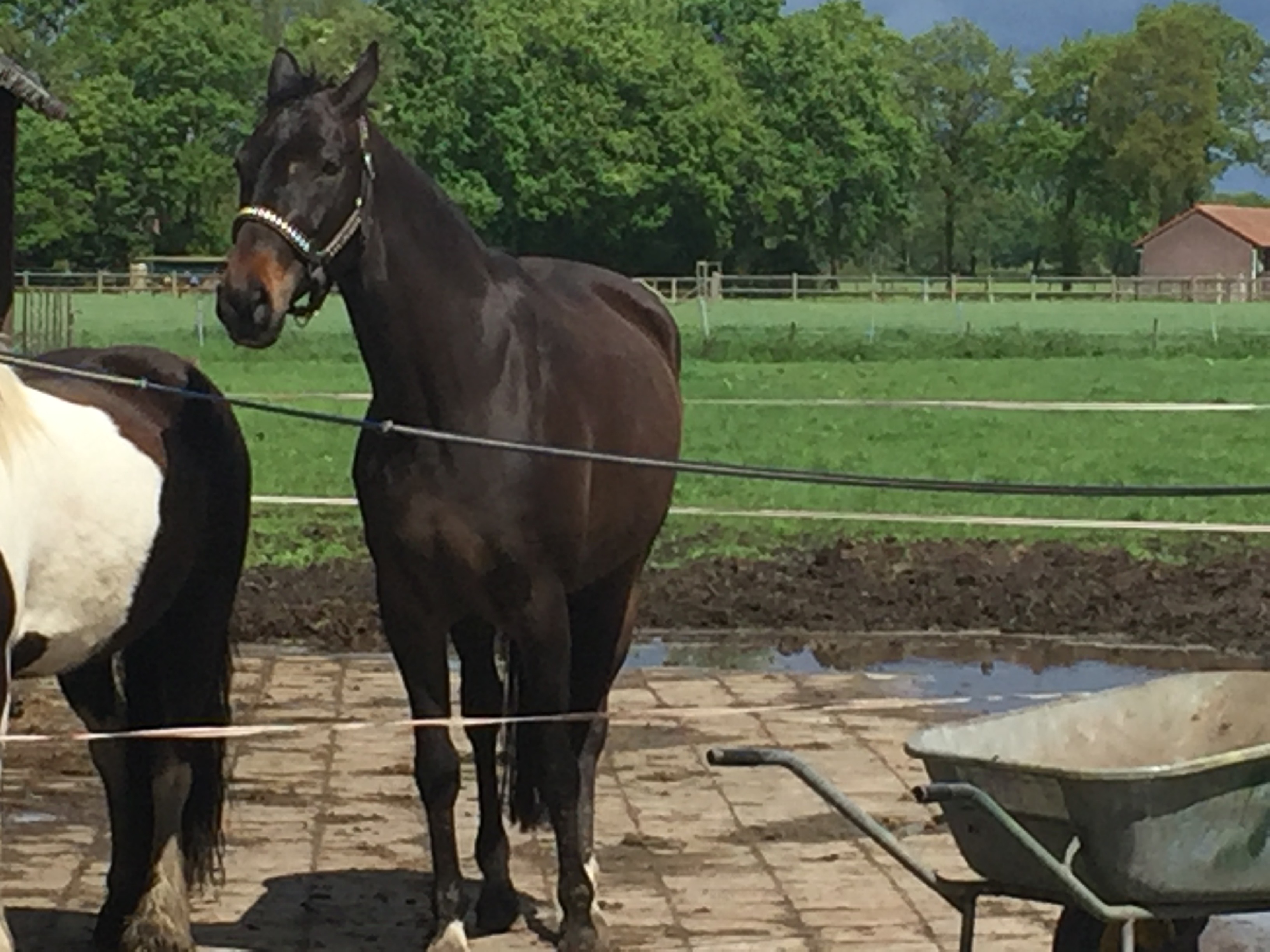 springpaard spring gefokt 166 schoft | Bokt.nl