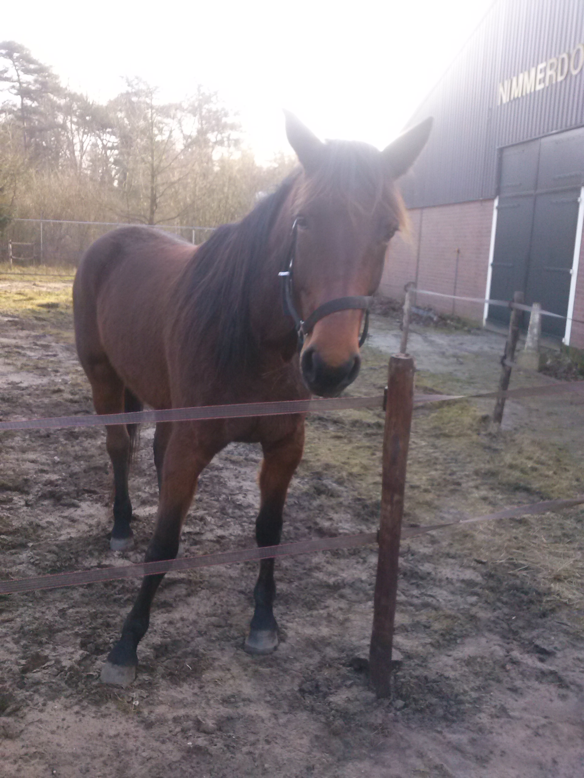 ter dekking mooie merrie | Bokt.nl