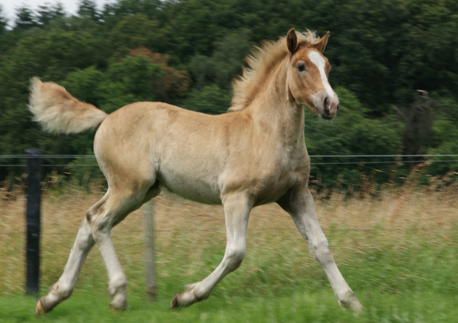 Lieve haflinger merrie veulen | Bokt.nl
